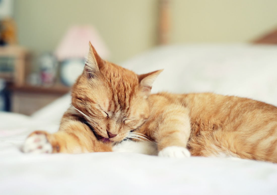 3 Reasons Why Your Cat Twitching in Sleep? | The Pet Institute