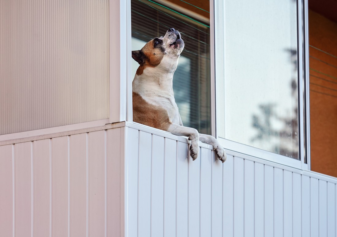 My Dog Barks All Day While I Am At Work | The Pet Institute