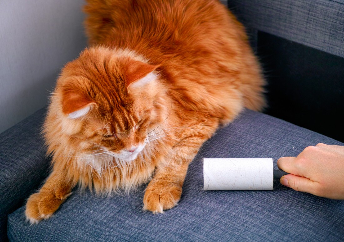 Cat Hair vs Fur: What is the Difference?