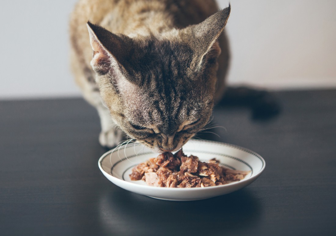 10 Food Cats Can Eat and 5 Foods They Can't | The Pet Institute