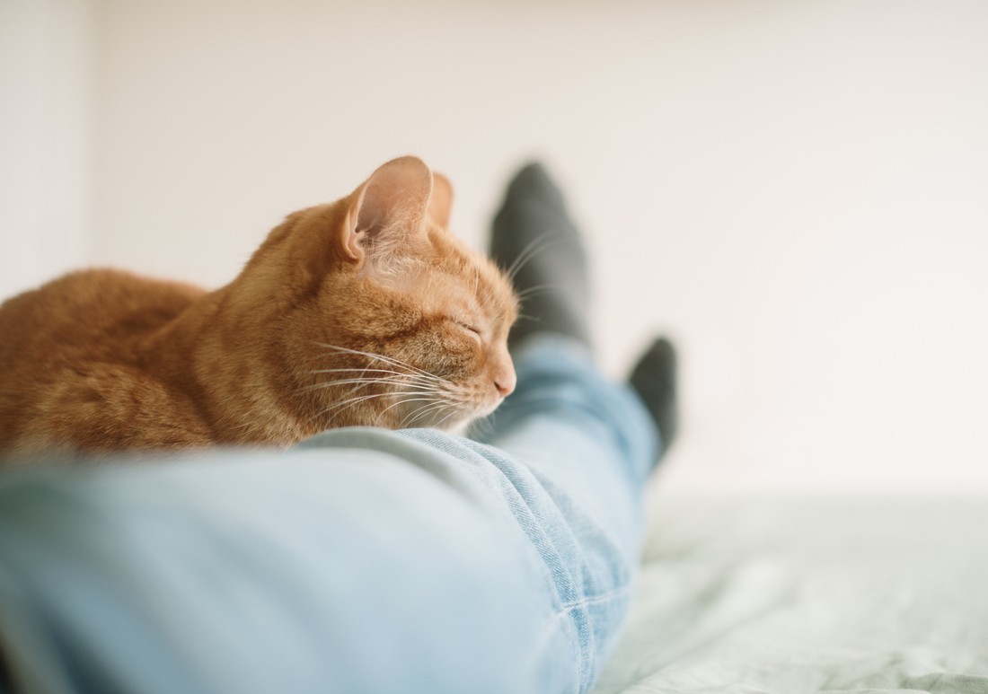 Why Does My Cat Sleep at My Feet? 5 Reasons That'll Warm Your Heart ...